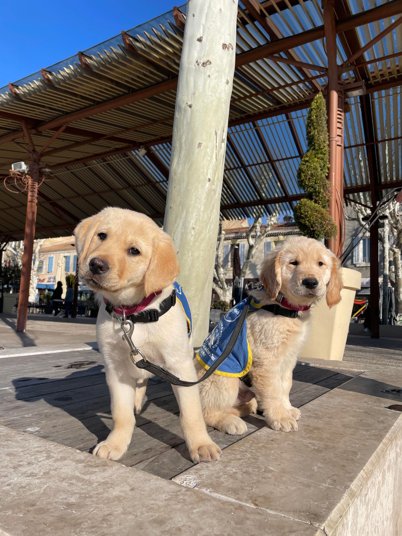 nom-de-chien-en-t-en-2022